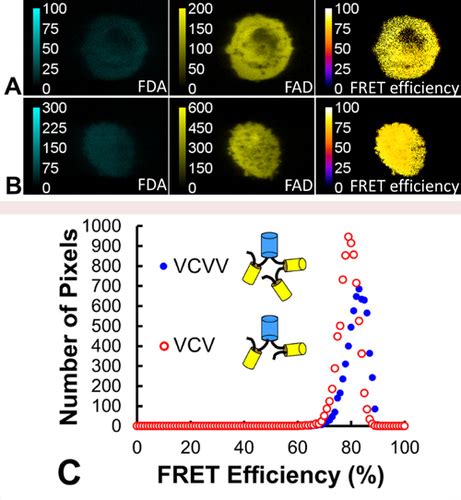 Full Article Quantifying The Efficiency Of Various Fret Constructs