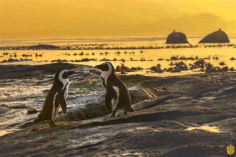 Birdlife South Africa Bathed In Golden Morning Light The African