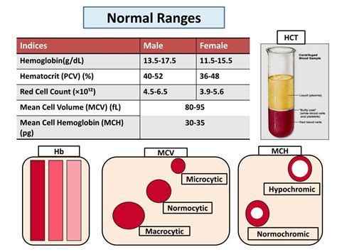 Hematocrit And Anemia Understanding Hematocrit And Hemoglobin Key