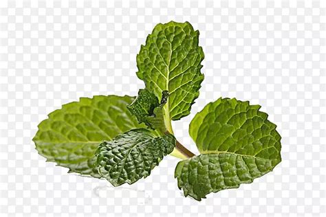 薄荷叶儿png图片素材下载 图片编号vyeavbky 免抠素材网