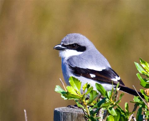 Loggerhead Shrike Archives All Bird Species