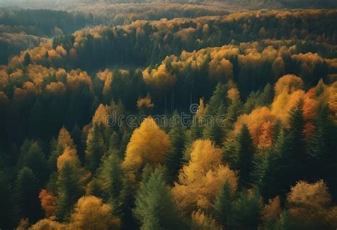 Ai Generated Illustration Of An Aerial View Of A Lush Deciduous Forest In Autumn Stock