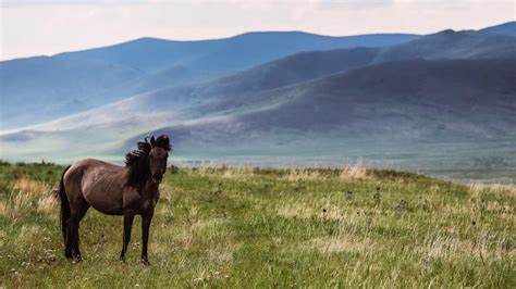Би Mонгол Хүн Ч Чимид Тэнгэр Cover Youtube