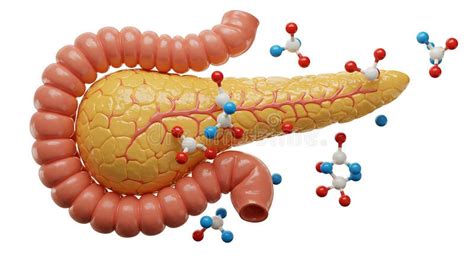 Pancreas Structure Stock Illustrations 1 677 Pancreas Structure Stock Illustrations Vectors
