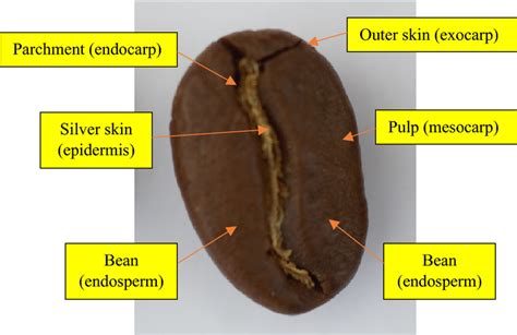 The Components Of A Coffee Husk Download Scientific Diagram