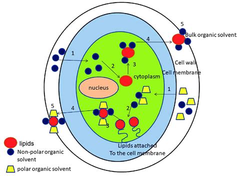 Schematic Representation Depicting The Solvent Extraction Of Oil From
