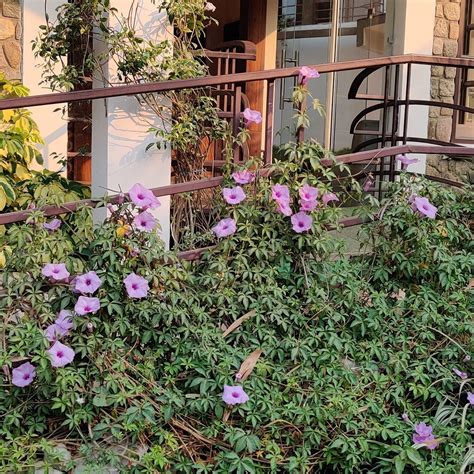 Corbett Panorama Resort Teda Hotel Reviews Photos Rate Comparison