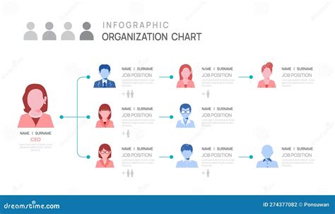 Infographic Template For Organization Chart With Business Avatar Icons Vector Infographic For