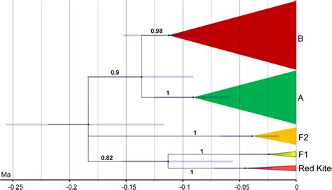 Time‐calibrated Bayesian Tree Based On The 699 Bp Fragment Of The Cytb