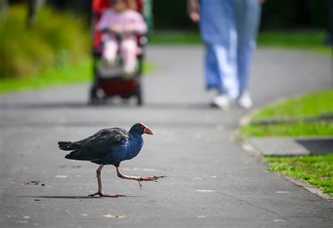 푸케코 새가 길을 가로질러 걷고 있고 오클랜드 웨스턴 스프링스 공원에서 아기 유모차를 밀고 있는 알아볼 수 없는 사람들 2명에 대한 스톡 사진 및 기타 이미지 Istock