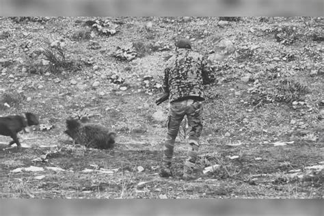 第96集：外国猎人狩猎野猪，居然敢近距离射击野猪射击距离