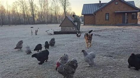 Хутор к праздникам украшен Щенок овчарки подсказала идею гнёзд для кур Сын нас кормит супом
