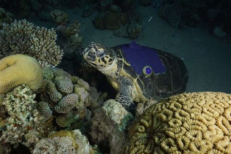 עדכון מנקבות צב הים הקרני ששוחררו בשבוע שעבר רשות הטבע והגנים
