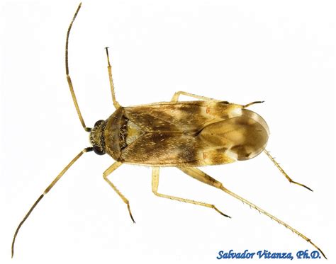 Hemiptera Heteroptera Miridae Reuteroscopus Tinctipennis Plant Bugs Male A Urban Programs