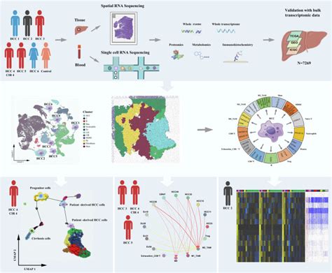 Single Cell Spatial Transcriptomics And Bulk Multi Omics Analysis Of