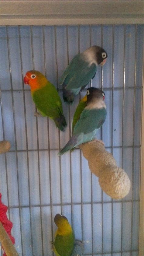Cobalt Fischer Lovebird