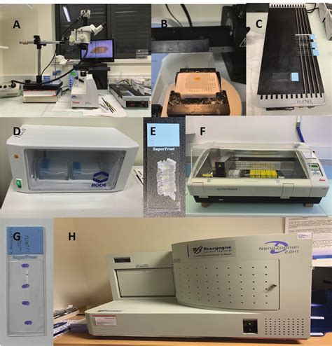 Experimental Pipeline For Sectioning Staining And Scanning Embryonic Download Scientific