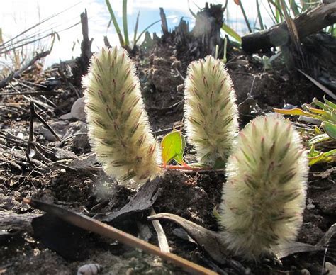 Esperance Wildflowers Ptilotus Spathulatus Forma Spathulatus Pussy Tails