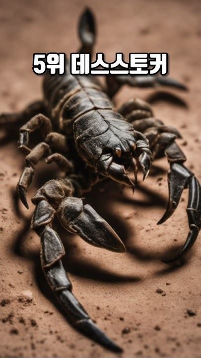 세상에서 가장 강한 곤충 Top 9 곤충 곤충배틀 Insects Insect Bug Bugs 최강왕 Youtube