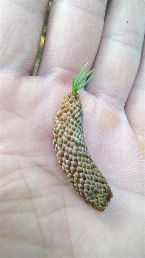 小溪旁的菜園子 每日頭條