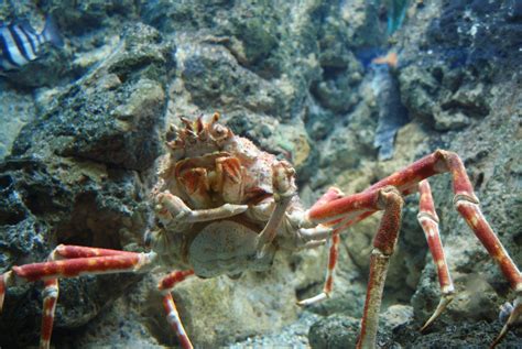 Japanese Spider Crab Habitat