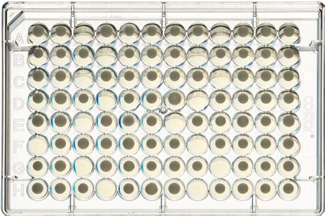 Evolution In Action Observing Yeast Over 500 Generations Fas Research Computing