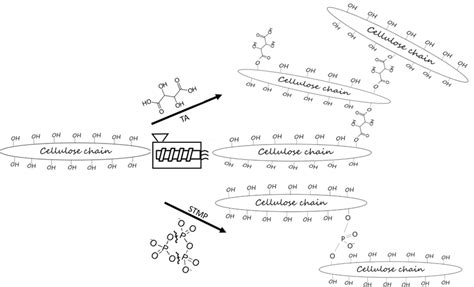Simplified Schematic Representation Of Cross Linking Of Cellulose Download Scientific Diagram