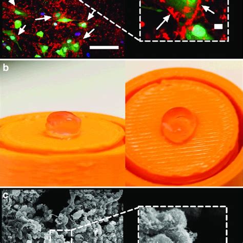 Evaluation Of Cellular Fibrin Hydrogel Formation A Live Cell Confocal