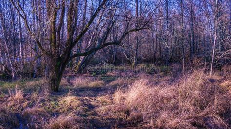 A Landscape With Fall Colors And Brown Grass Stock Image Image Of