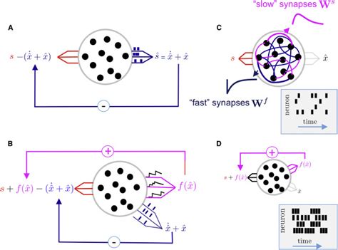 The Brain As An Efficient And Robust Adaptive Learner Neuron