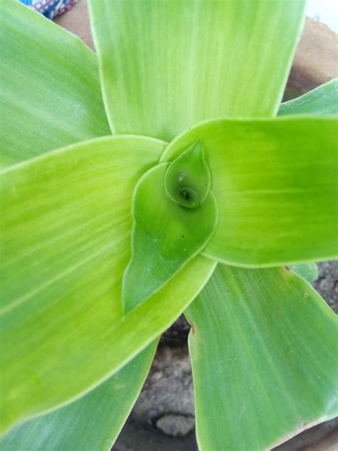 Free Images Leaf Flower Petal Green Botany Aquatic Plant Flora