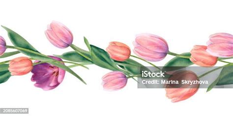 섬세한 꽃 분홍색과 복숭아 튤립 원활한 꽃 테두리입니다 손으로 그린 수채화 일러스트 메뉴 포장 디자인 청첩장에 대한 날짜 또는 인사말 카드를 저장하십시오 0명에 대한 스톡