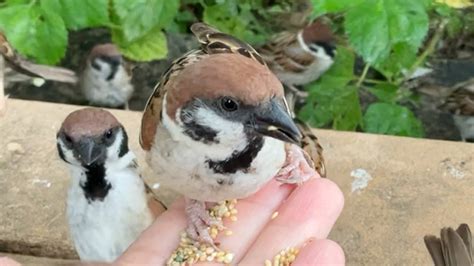 Hand Tame Sparrow Youtube