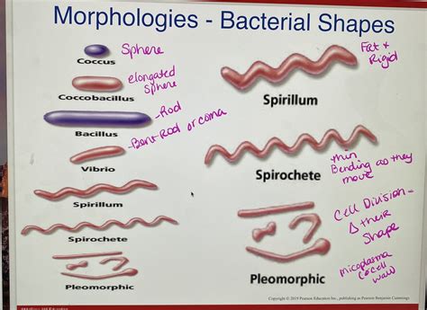 Chapter 4 Diagram Quizlet