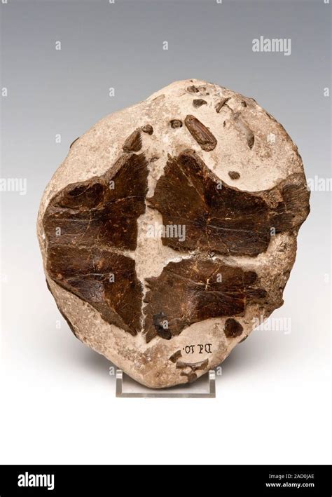 Turtle Shell Fossil Fossilised Shell Of A Marine Turtle Chelonia Longiceps This Is The