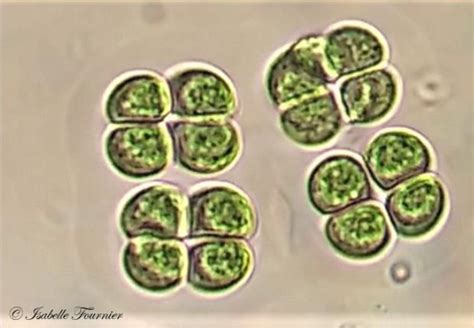 Freshwater Phytoplankton Identification