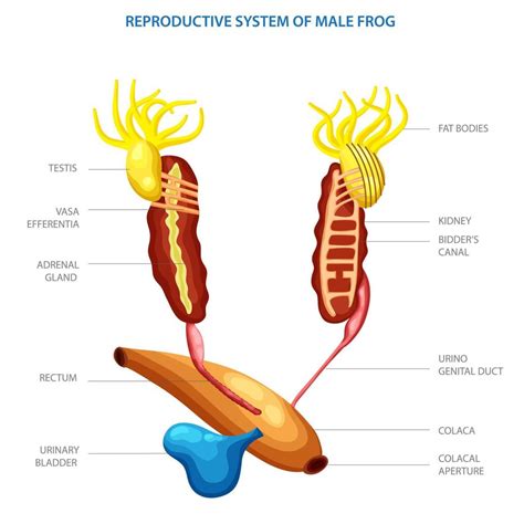 Frog Urogenital System