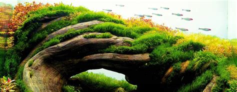 25 Best Aquascaping Ideas With Instructional Guide For 2022