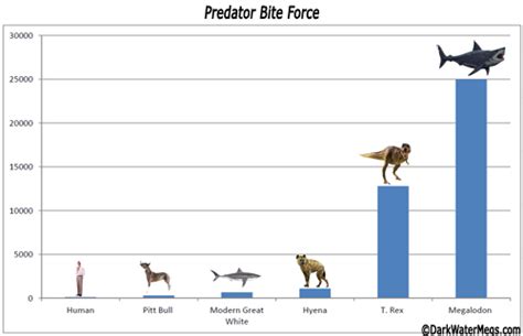 Megalodon Teeth For Sale