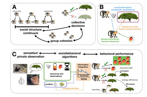 Unravelling The Diversity Of Foraging Strategies Sainsbury Wellcome Centre