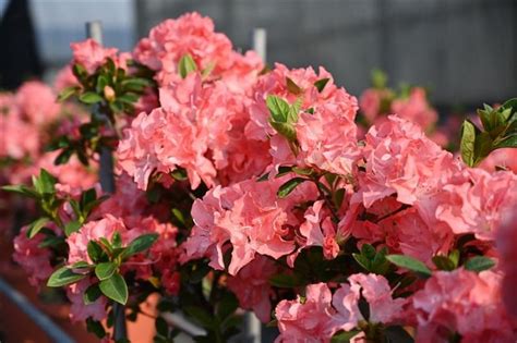 Taipei Azalea Festival Opens Tomorrow With 200 000 Plants Taipei Times