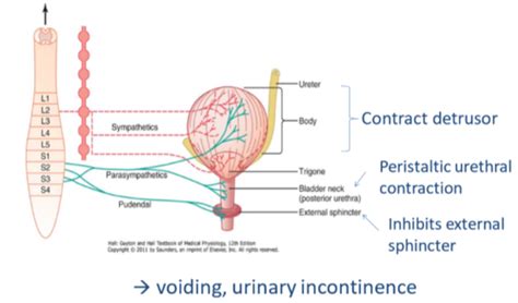 Lecture 11 And 12 Autonomic Nervous System II And III Flashcards
