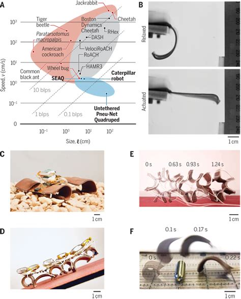 Chasing Biomimetic Locomotion Speeds Creating Untethered Soft Robots With Shape Memory Alloy