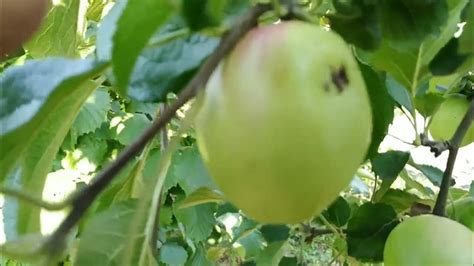 24.07.23.Яблука🍎. Чому Земля вкрита яблуками Що потрібно зробити щоб ...