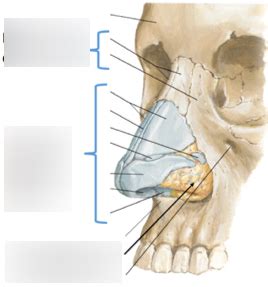 Anatomy Lecture 1 Upper Respiratory Tract External Nose Anatomy