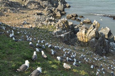 蕪島神社の鳥居の階段にカモメの仲間のうみねこがたくさん 鳥が大量にいる時期 青森県八戸市の観光スポット 青森大冒険 イベントカレンダー情報