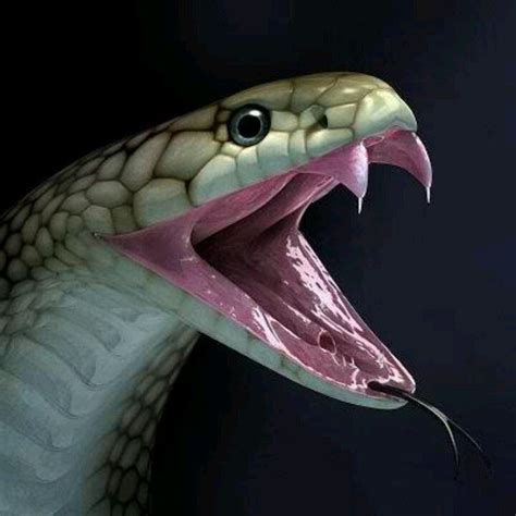 King Cobra Snake Fangs