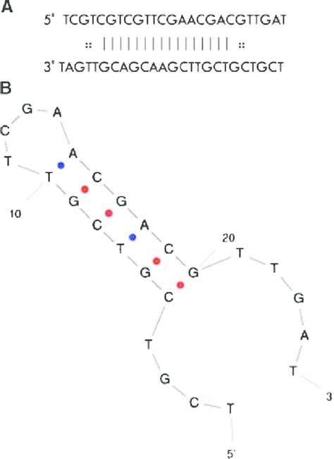 Modifications In The Stem Loop Structure Affect Download Scientific Diagram