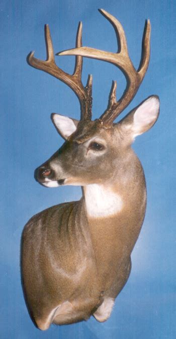 Whitetail Forms Joe Coombs Classics Inc