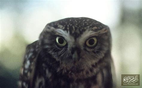 پرندگان ، جغد کوچک